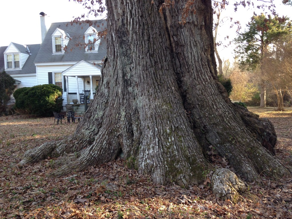 Historic Trees – Historic Tree Care