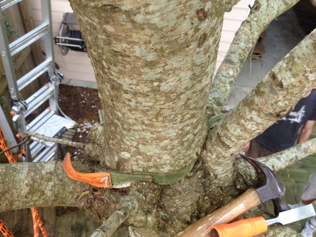 Girdling Strap Removal and Compacted Bark Tracing – Historic Tree Care
