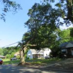 Trees and Social Justice in Durham NC – Historic Tree Care