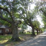 Trees and Social Justice in Durham NC – Historic Tree Care